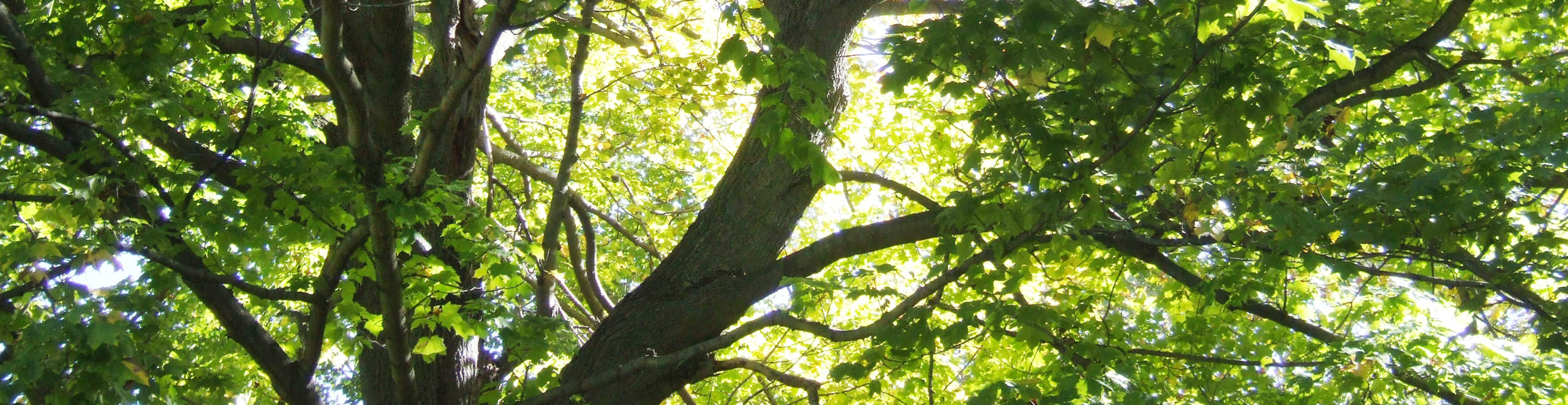 Trees of Distinction - Westmoreland Conservation District