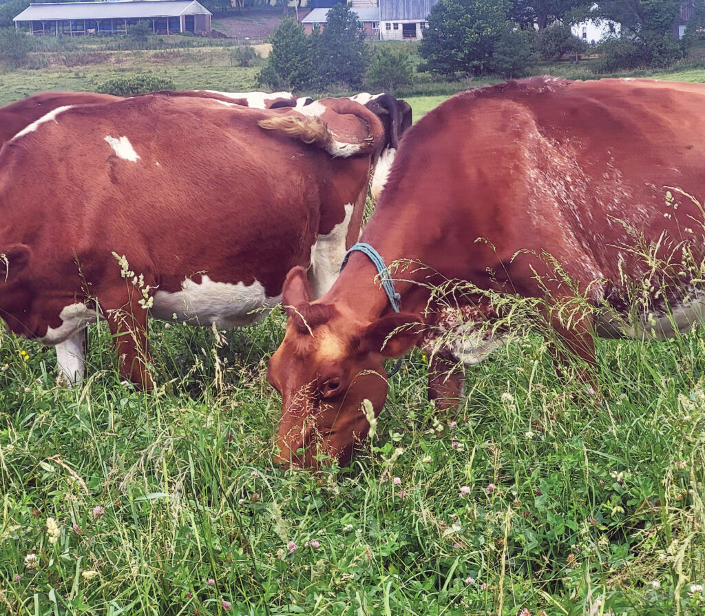 For Farmers - Pasture Walk at an Organic Dairy Farm - Westmoreland ...